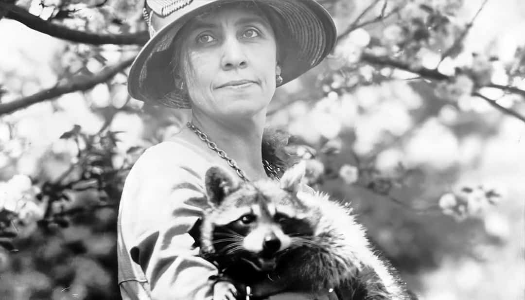 5 Interesting Facts About Raccoons | PetMojo