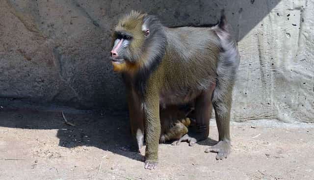 5 Amazing Facts About the Mandrill | PetMojo