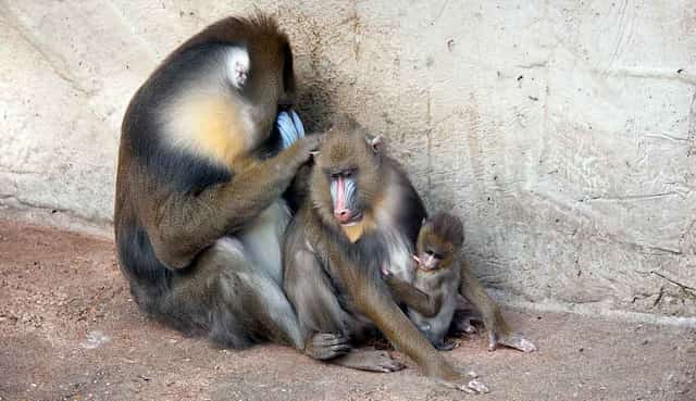 5 Amazing Facts About the Mandrill | PetMojo