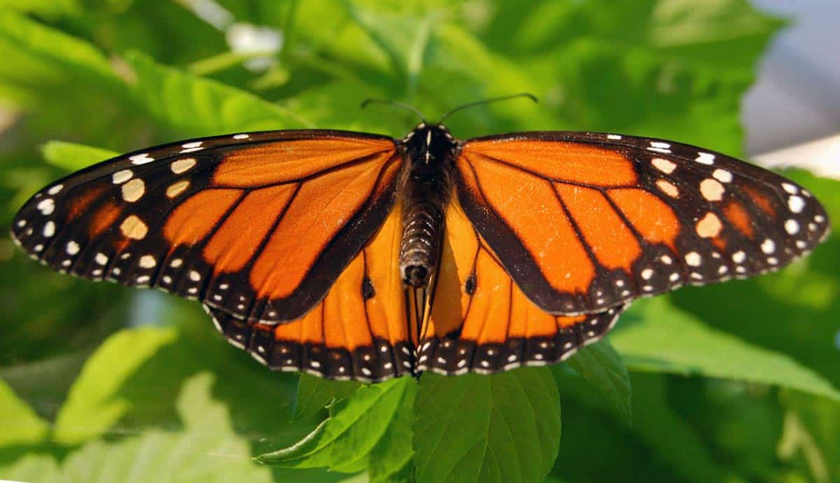 5 Monarch Butterfly Facts: Beautiful but Dangerous | PetMojo