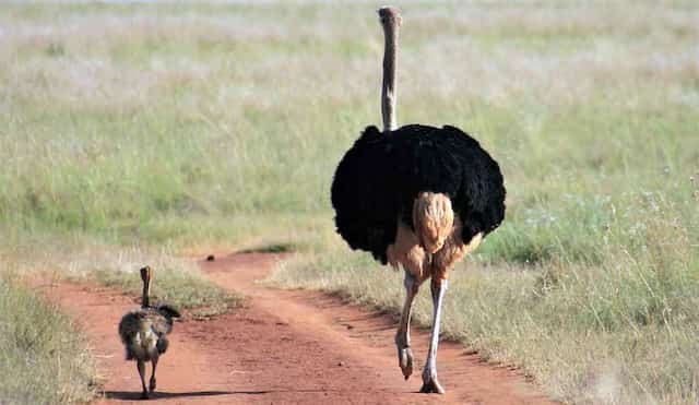 5 Iconic Flightless Birds: Their Unique Characteristics | PetMojo