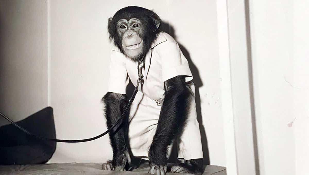 Famous Pets for Famous People: 8 Celebrity Companions | PetMojo