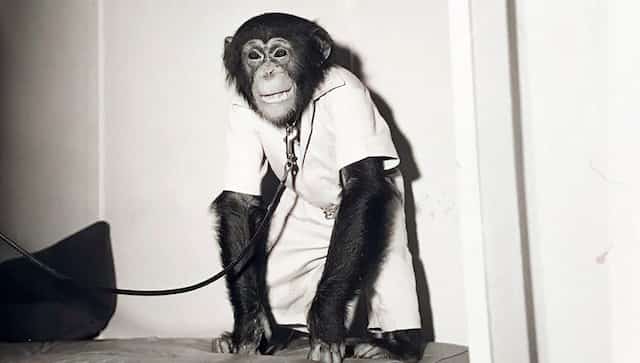 Famous Pets for Famous People: 8 Celebrity Companions | PetMojo