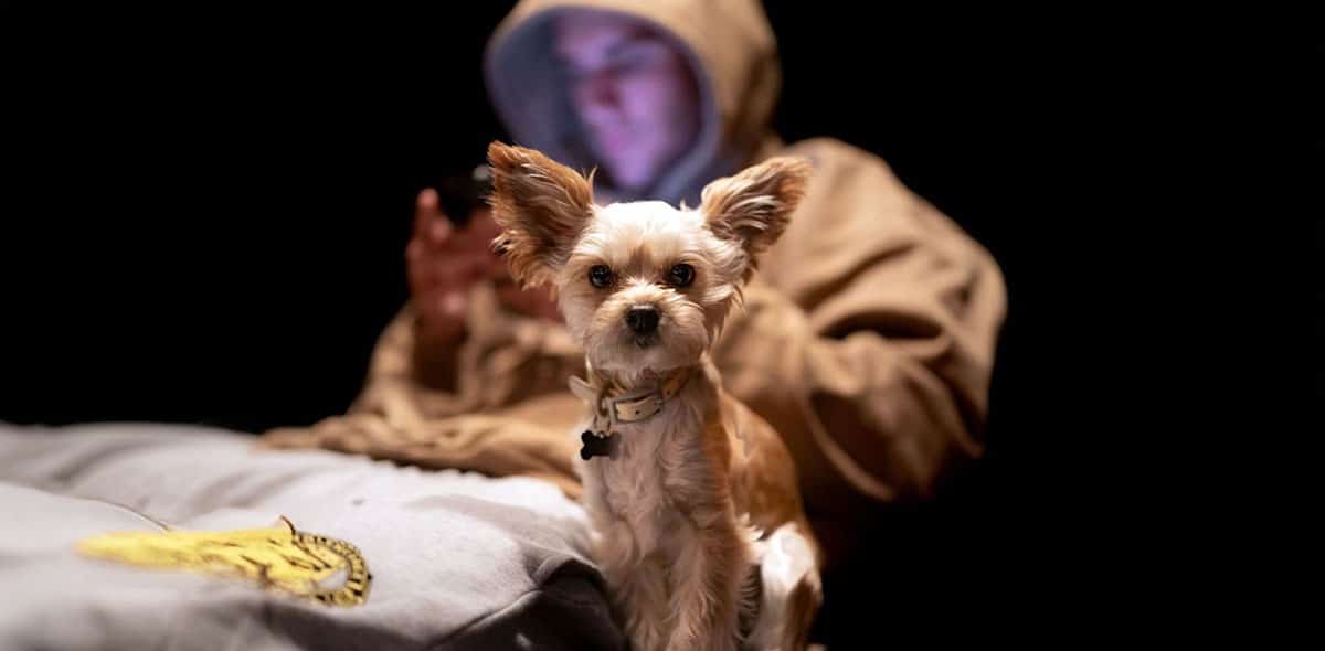 Famous Pets for Famous People: 8 Celebrity Companions | PetMojo