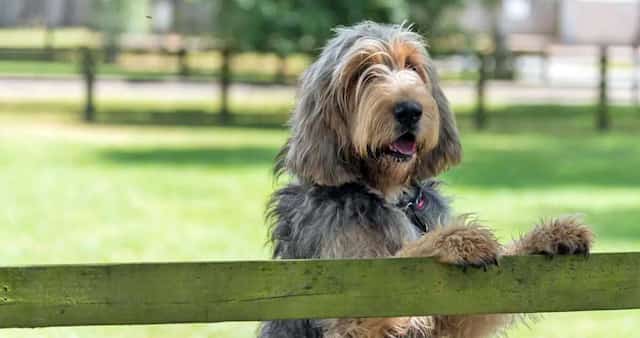 6 Facts About the English Otterhound: A Loyal Companion | PetMojo
