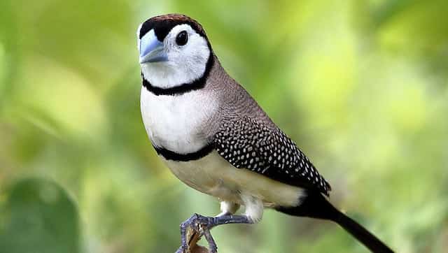 6 Popular Types of Pet Finches | PetMojo