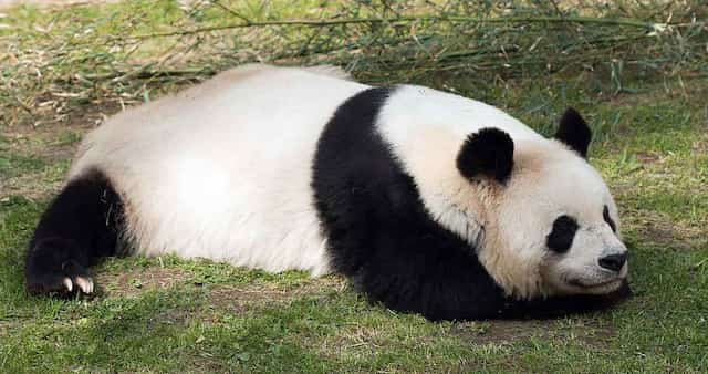 6 Strange Facts About Giant Pandas | PetMojo