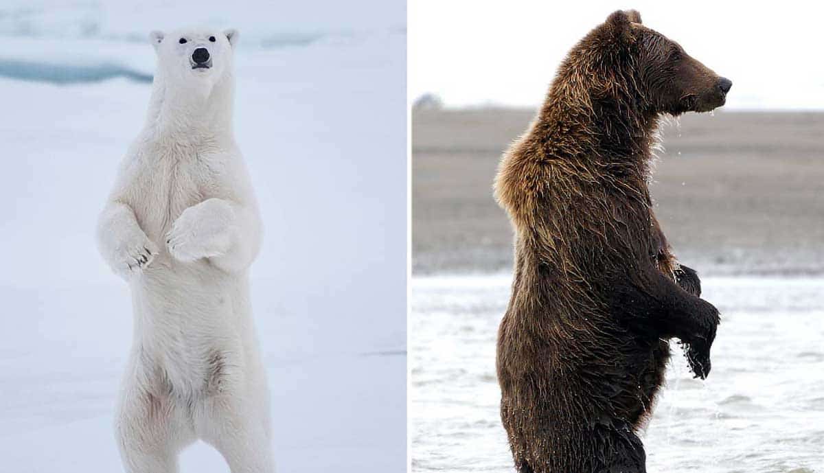 Grizzly vs. Polar: Which Bear Would Win? | PetMojo