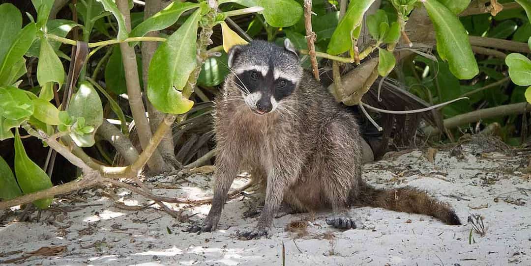 5 Interesting Facts About Raccoons | PetMojo