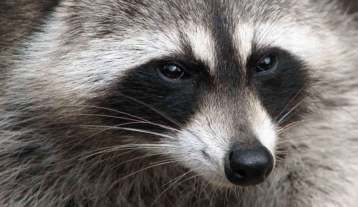 5 Interesting Facts About Raccoons | PetMojo