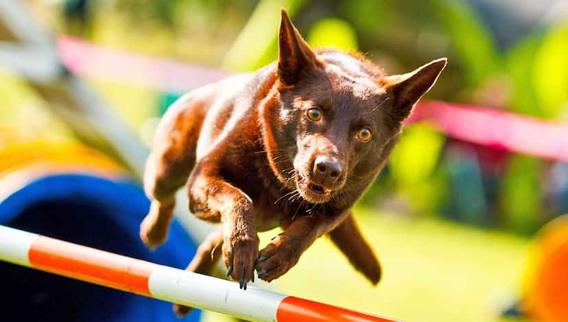 The Australian Kelpie: The Breed from Down Under | PetMojo