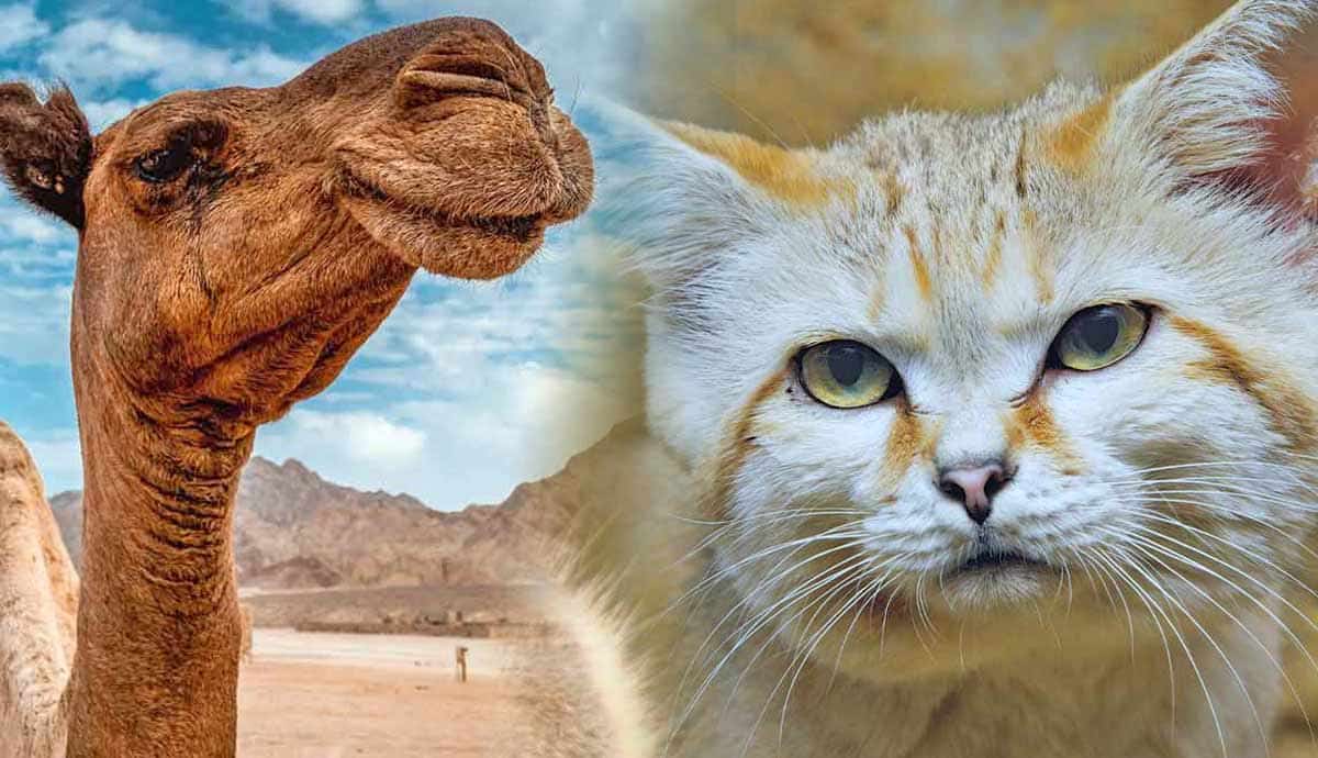 7 Remarkable Desert Dwelling Animals | PetMojo