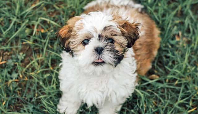 7 Breeds That Make Great Lap Dogs | PetMojo