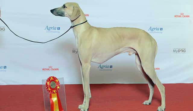 9 Amazing Sloughi Facts: The Graceful and Majestic Breed | PetMojo