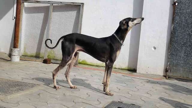 9 Amazing Sloughi Facts: The Graceful and Majestic Breed | PetMojo
