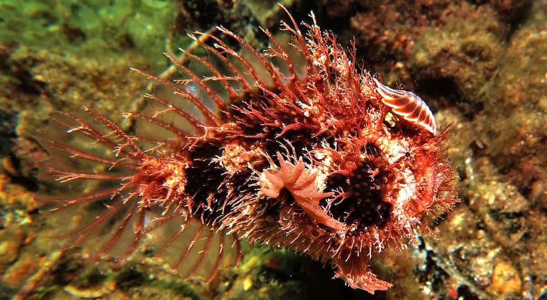 15 Fish That Don’t Look Like Fish | PetMojo