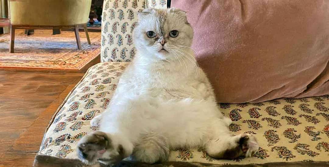 Famous Pets for Famous People: 8 Celebrity Companions | PetMojo