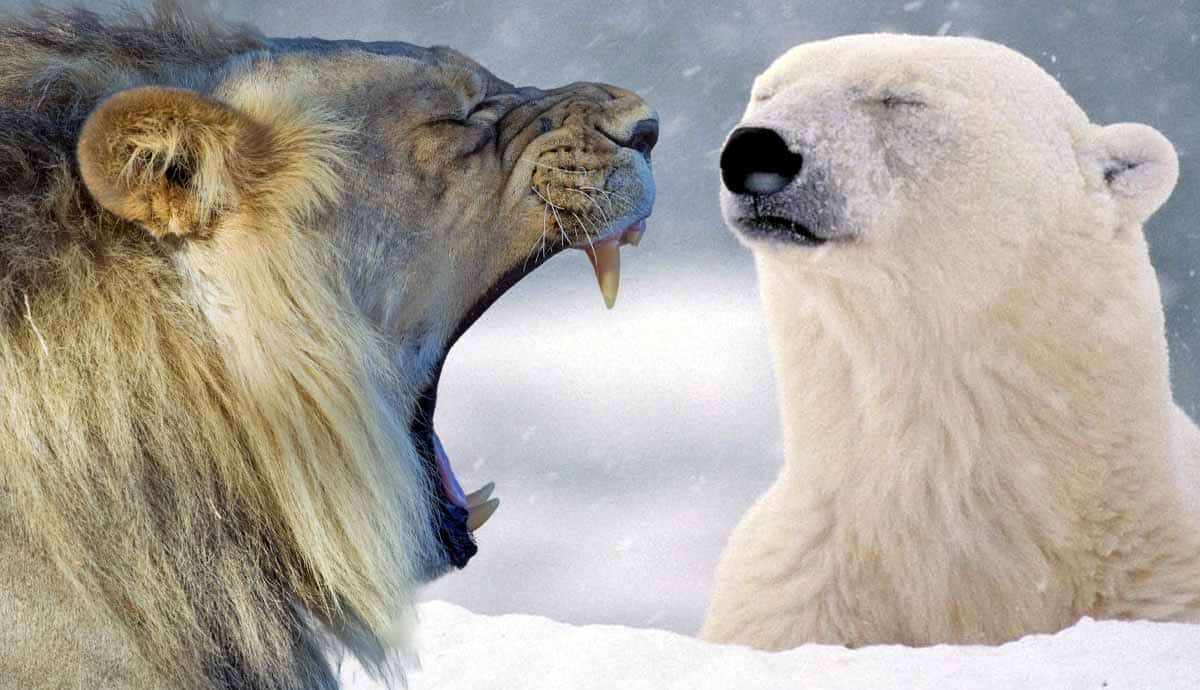 Top Apex Predators: Characteristics That Earned Them That Title | PetMojo