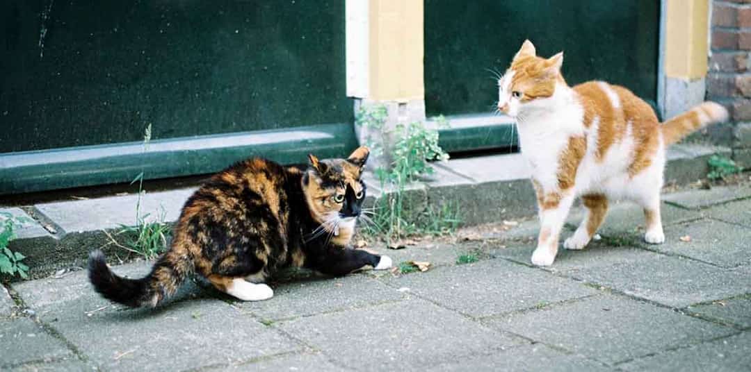 4 Untold Facts About Cat Communication | PetMojo