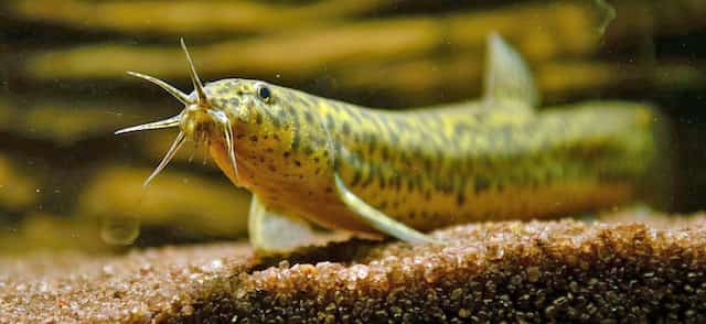 5 Pet Fish That Don’t Need a Heater | PetMojo