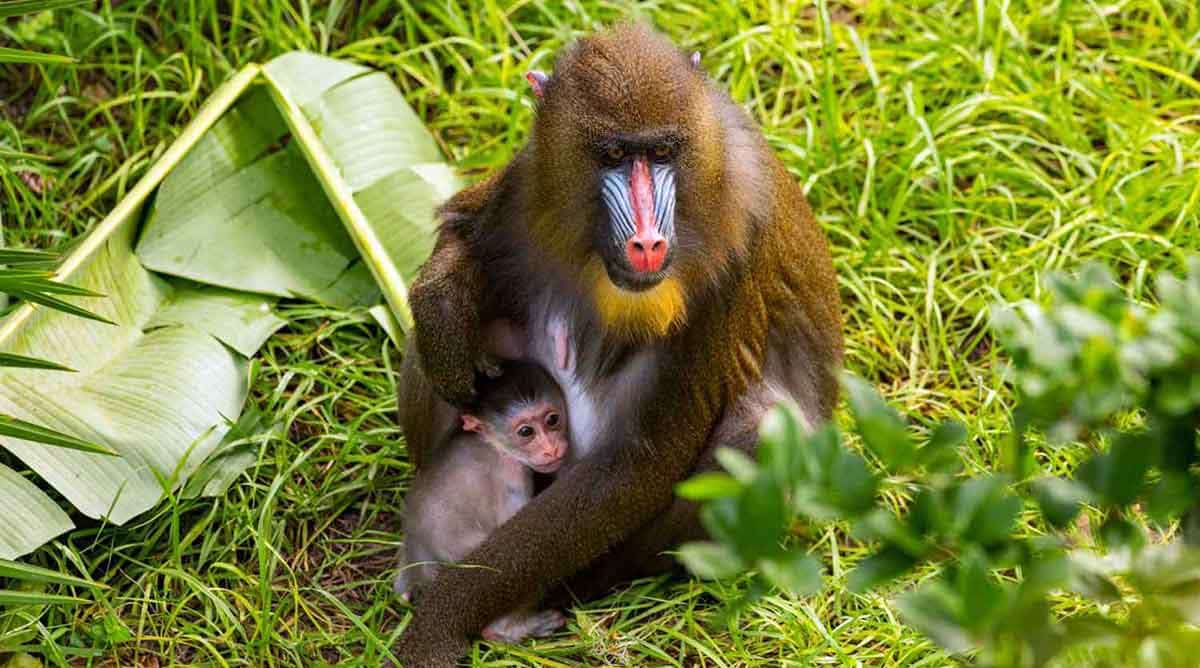5 Amazing Facts About the Mandrill | PetMojo