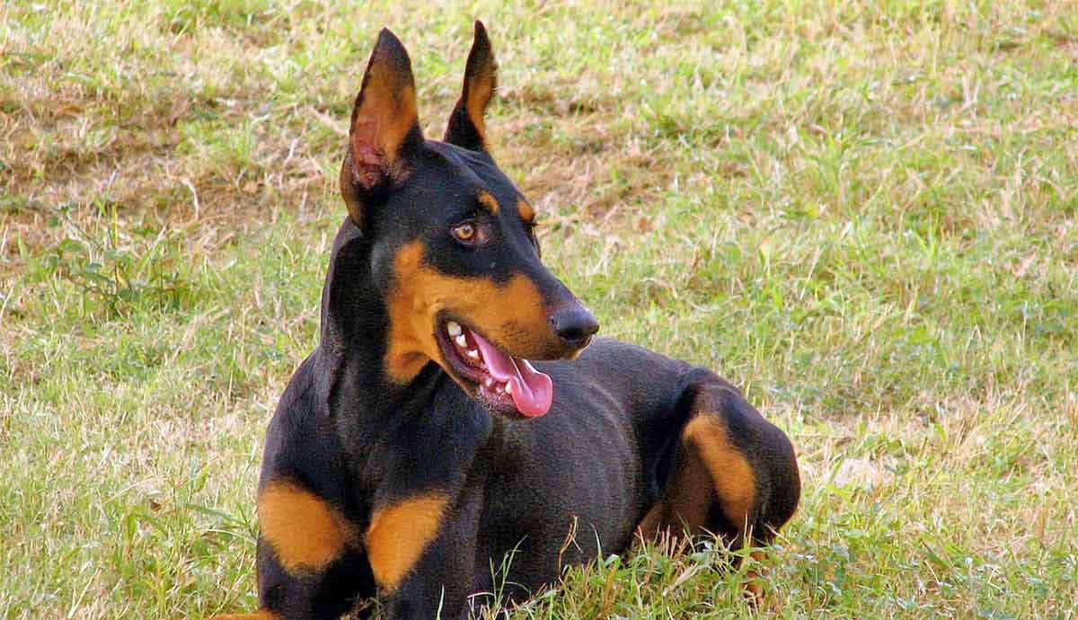 The Doberman: Everything to Know About Germany’s Bold Breed | PetMojo