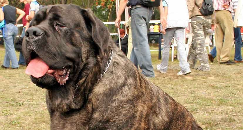 Meet the Mastiff: England’s Giant Dog Breed | PetMojo
