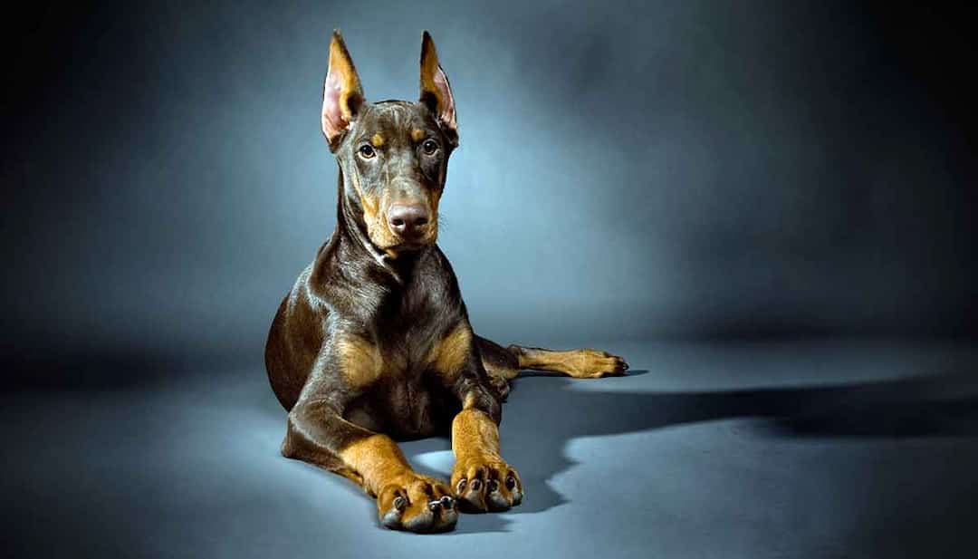 The Doberman: Everything to Know About Germany’s Bold Breed | PetMojo