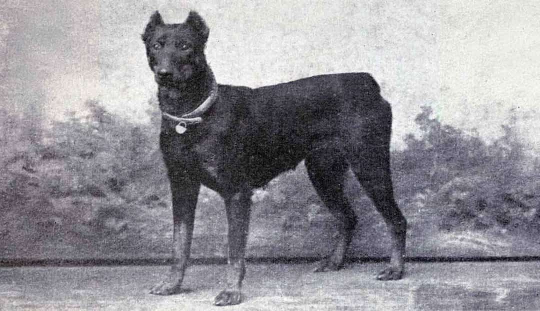 The Doberman: Everything to Know About Germany’s Bold Breed | PetMojo