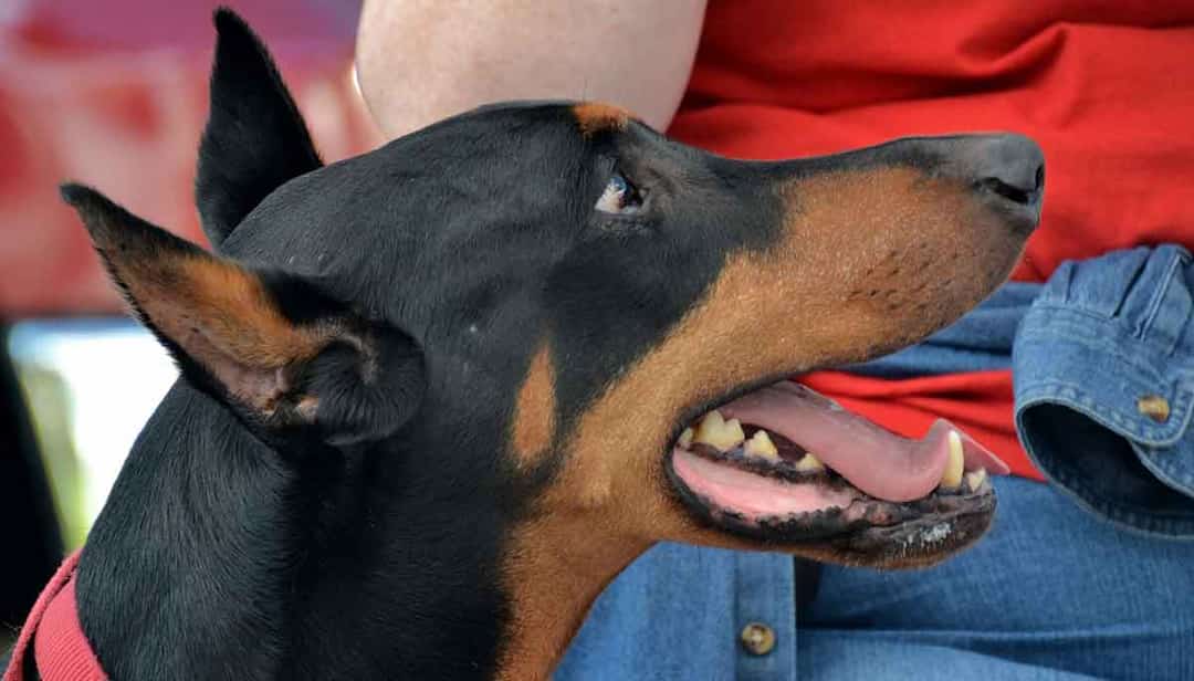 The Doberman: Everything to Know About Germany’s Bold Breed | PetMojo