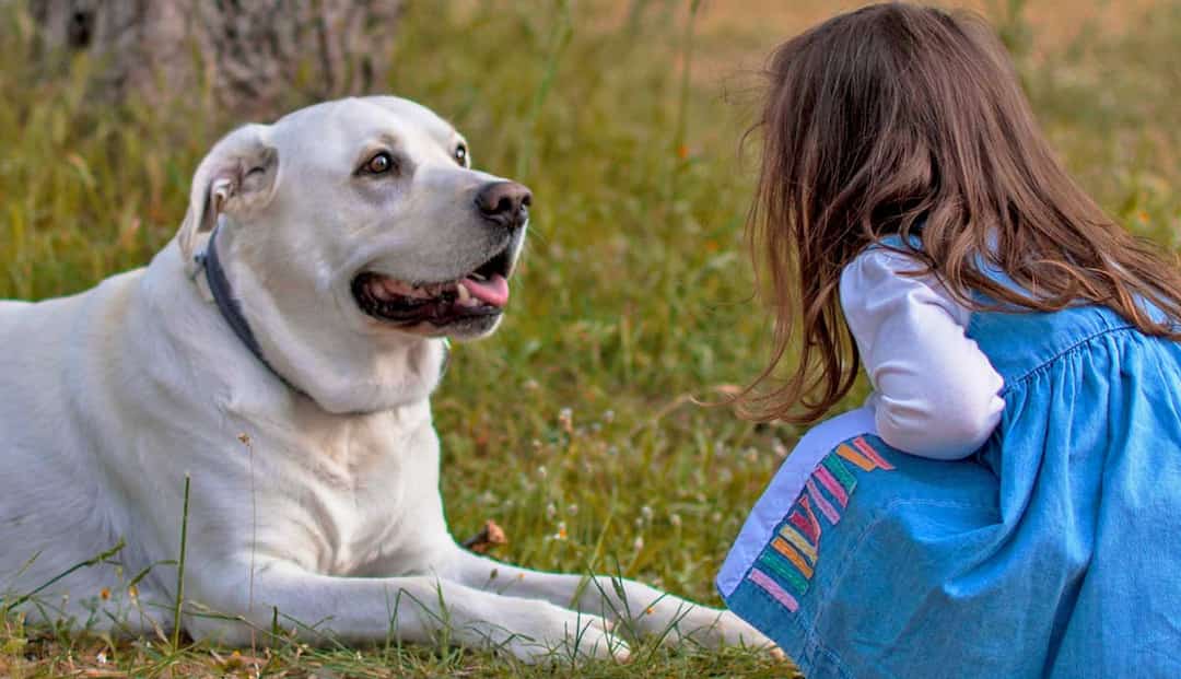 How to Tell if a Dog is Safe to Interact With | PetMojo