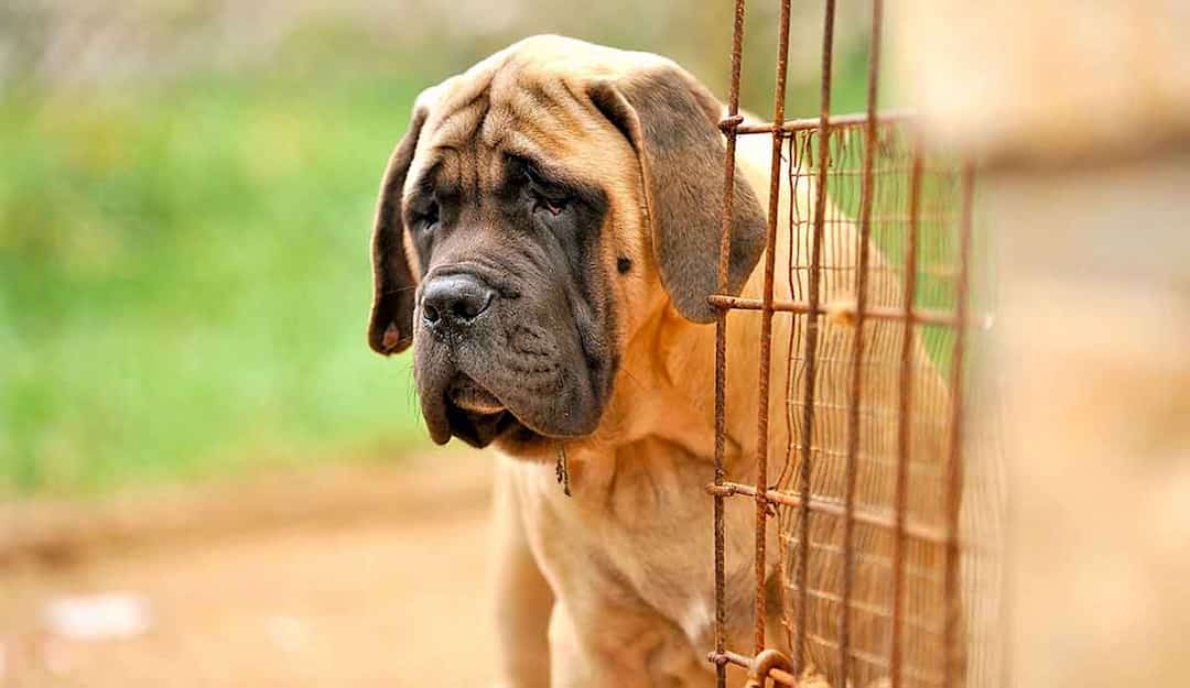 Meet the Mastiff: England’s Giant Dog Breed | PetMojo