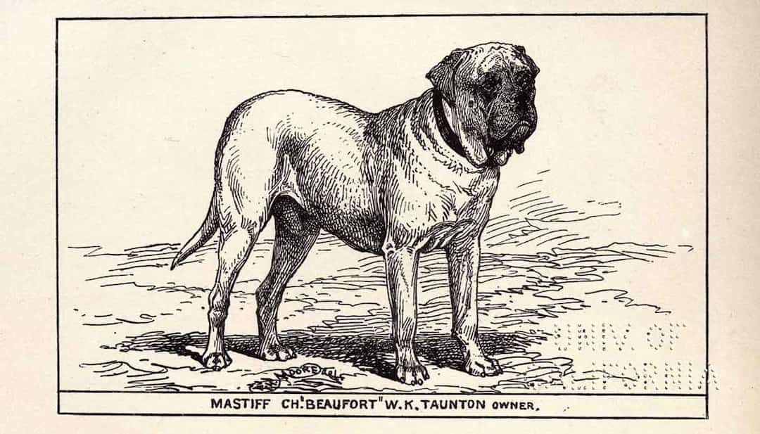 Meet the Mastiff: England’s Giant Dog Breed | PetMojo