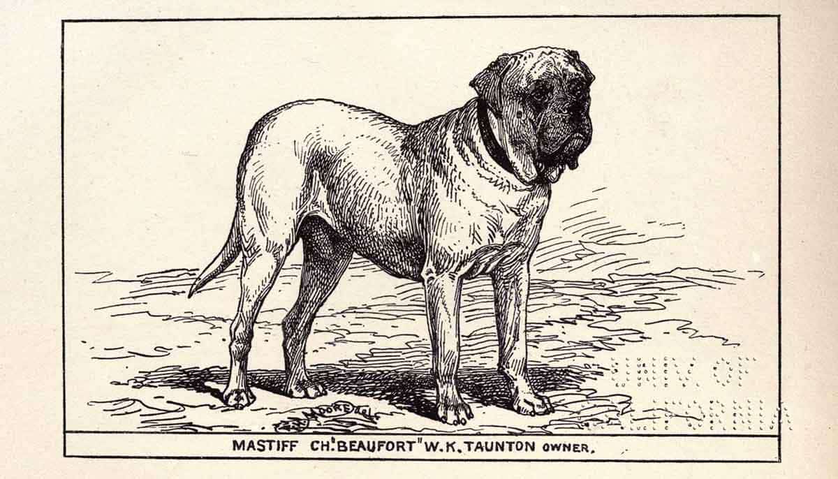 Meet the Mastiff: England’s Giant Dog Breed | PetMojo