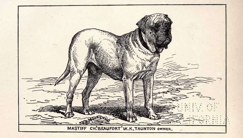 Meet the Mastiff: England’s Giant Dog Breed | PetMojo