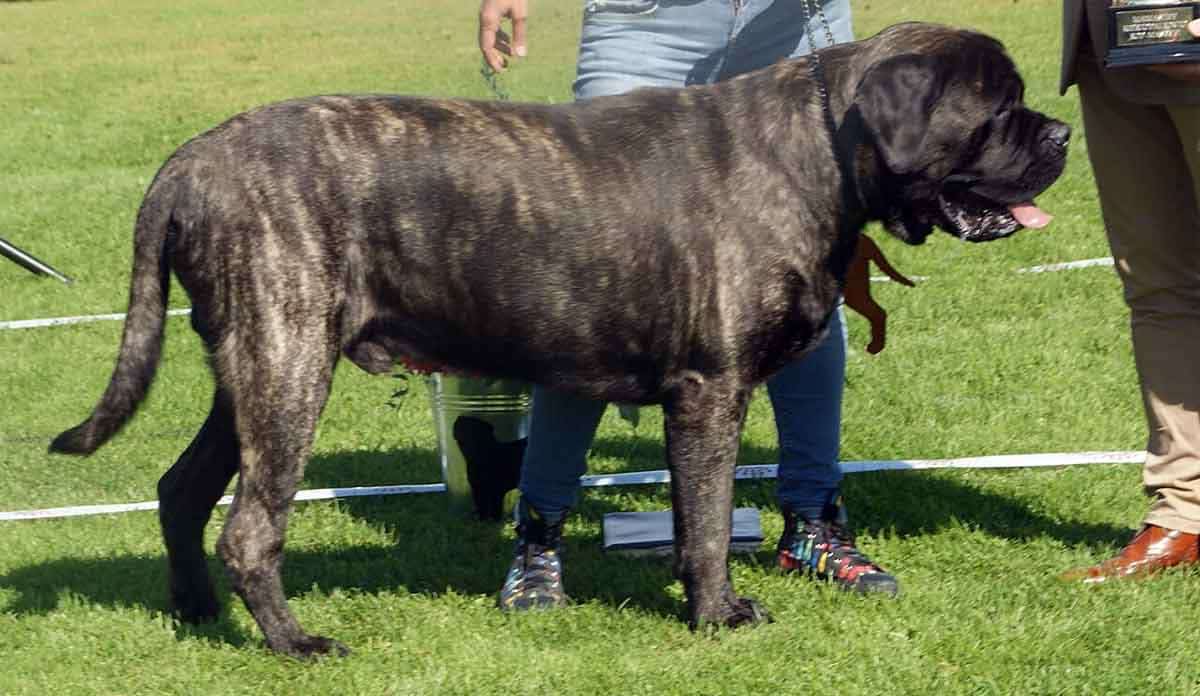 Meet the Mastiff: England’s Giant Dog Breed | PetMojo