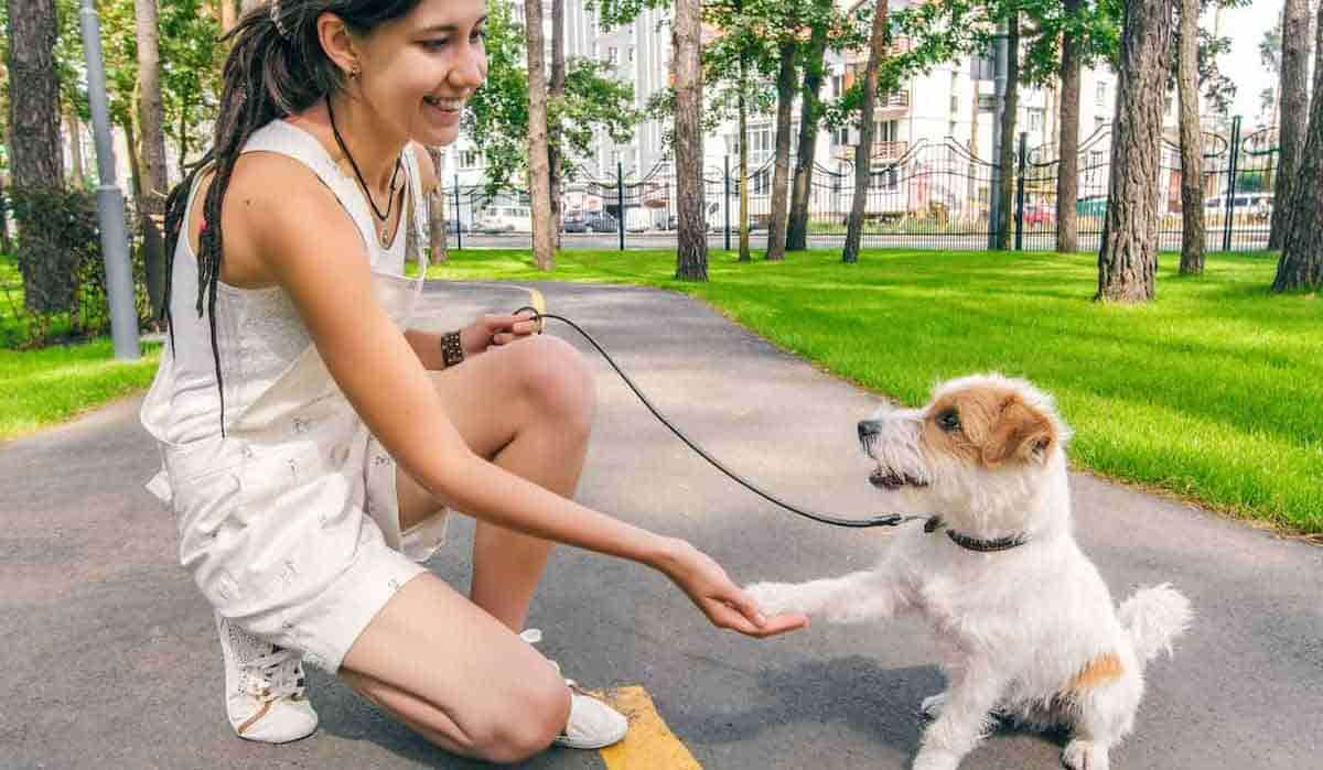 How to Tell if a Dog is Safe to Interact With | PetMojo