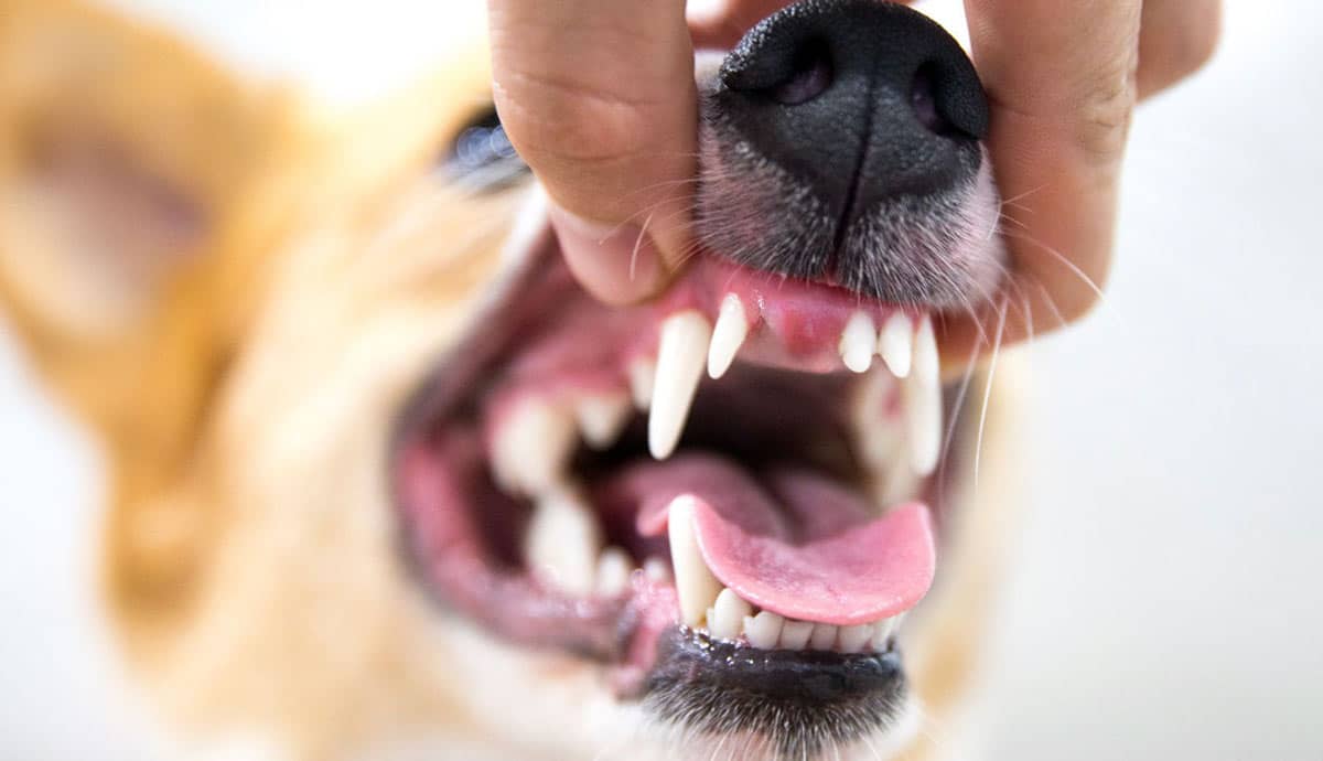 PetMojo | Broaden your Knowledge on Animals