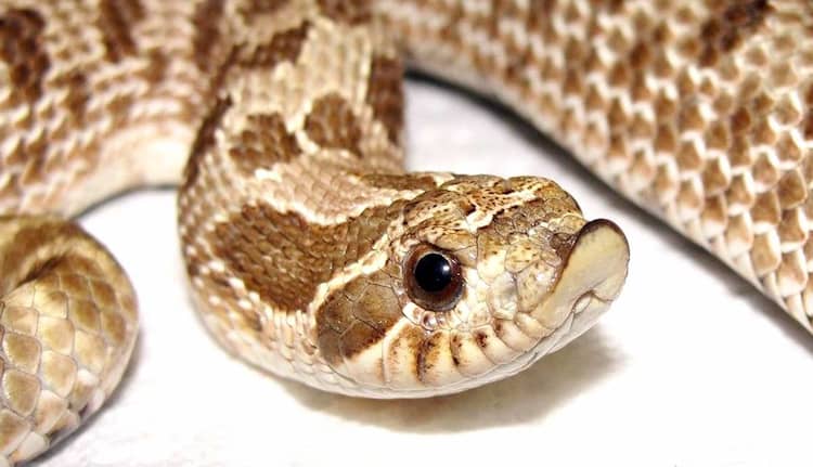 Reptiles & Amphibians